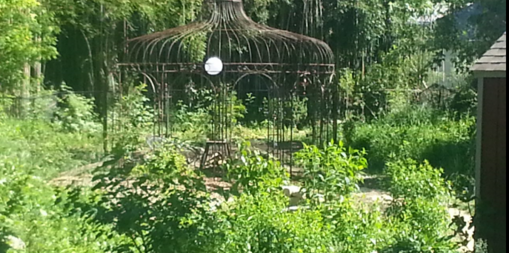 Saving The Ecosystem With Wild Backyards - PopularResistance.Org