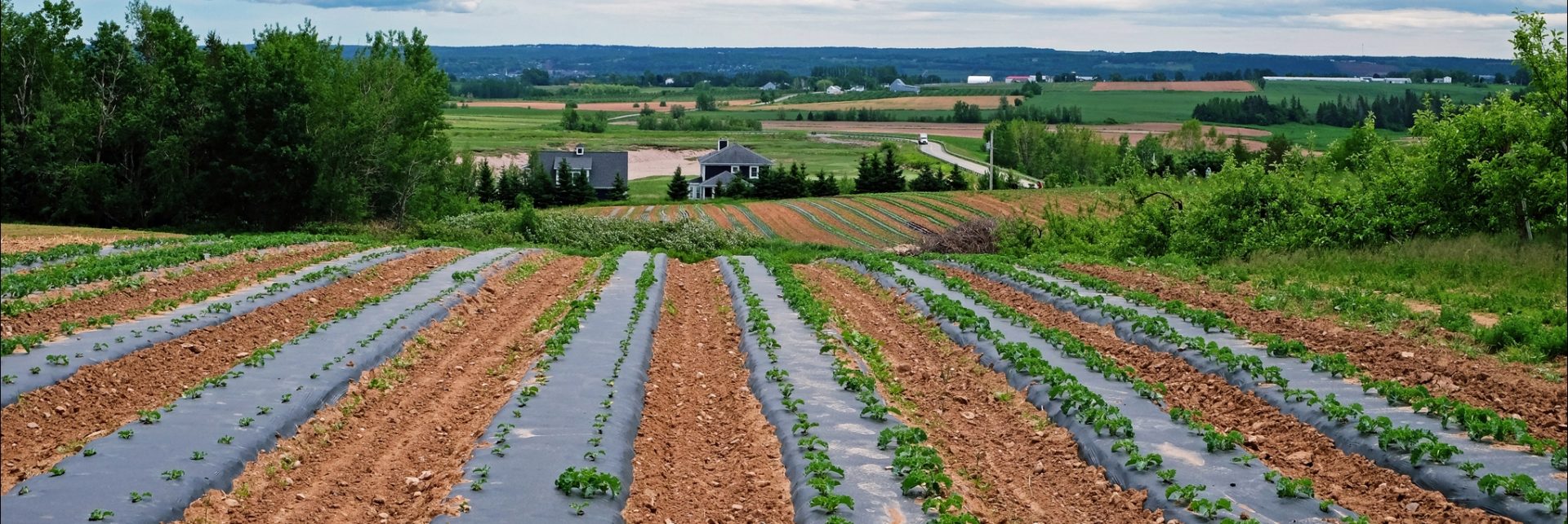 How Agro-Chemical Giant Monsanto Been Destroying Environment, Human ...