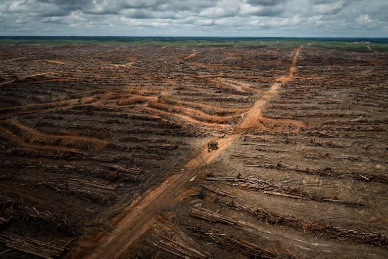 Exclusive New Video From Greenpeace Reveals Massive Deforestation In ...