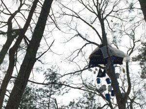 To Fight A Pipeline, Live In A Tree - PopularResistance.Org