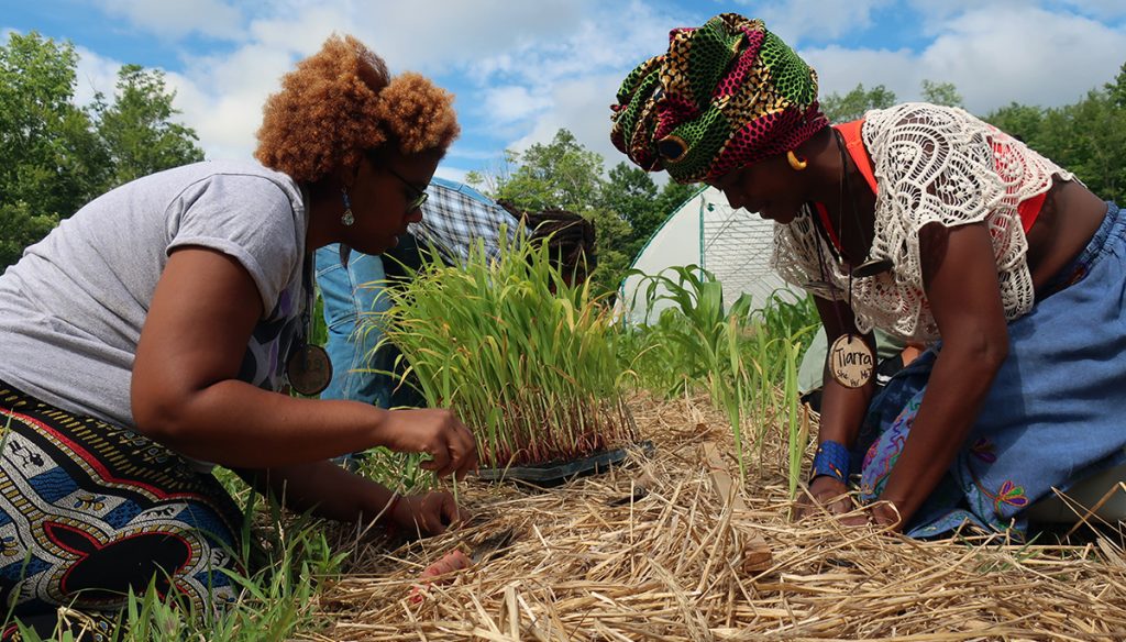 Black Farmers Are Embracing Climate-Resilient Farming ...